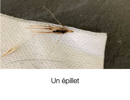 Les épillets – Club Canin Sélestat